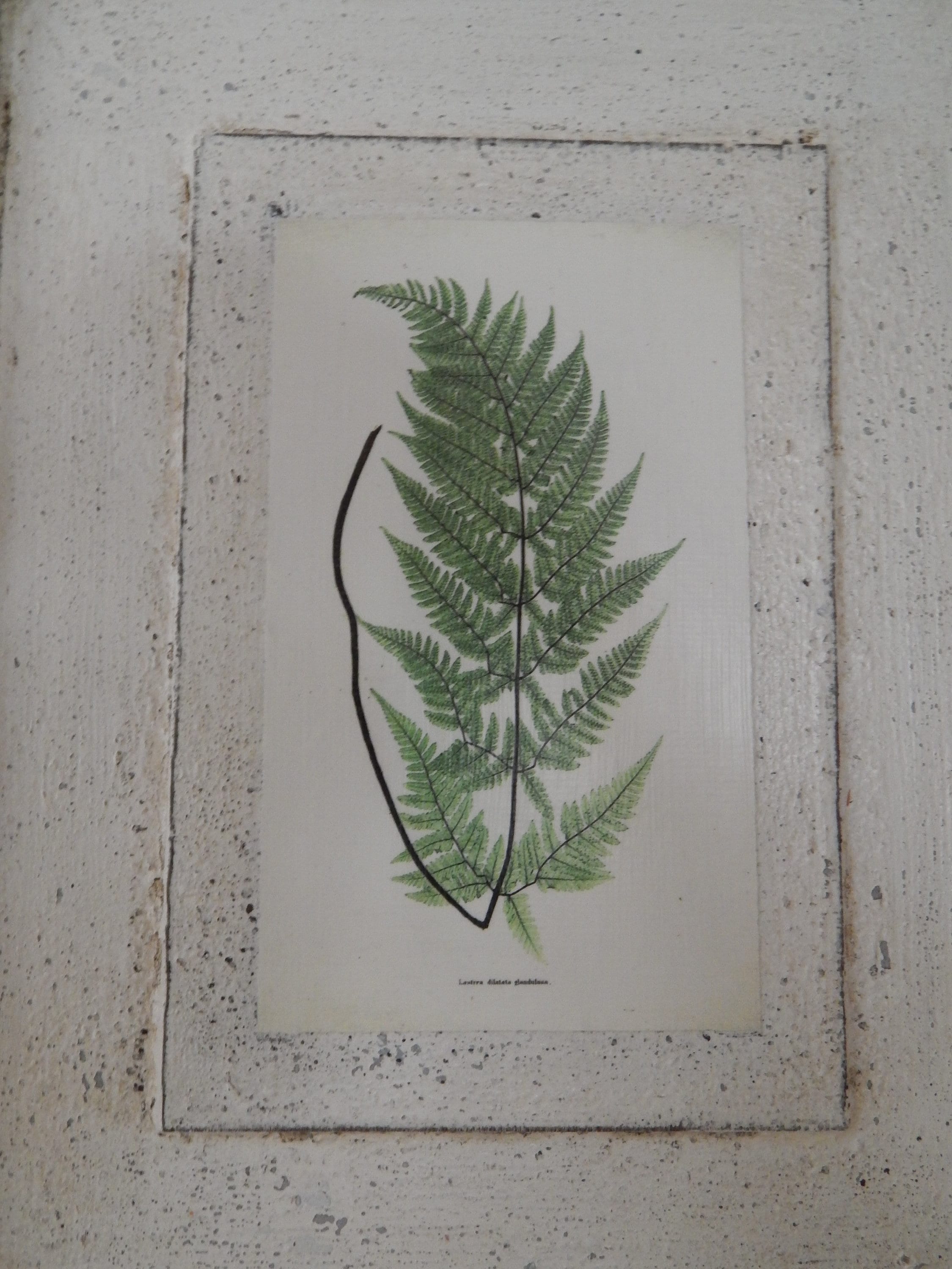 Botanical Fern Prints Set of Four/ Vintage Botanical | Etsy