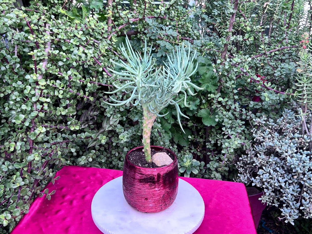 Rare Crested Mermaid Tail Succulent Plant,rare Succulent,rare Mermaid ...