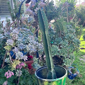 Large Euphoria Ingens Candelabra Chocolate Drop,diy Cactus,large Cactus ...