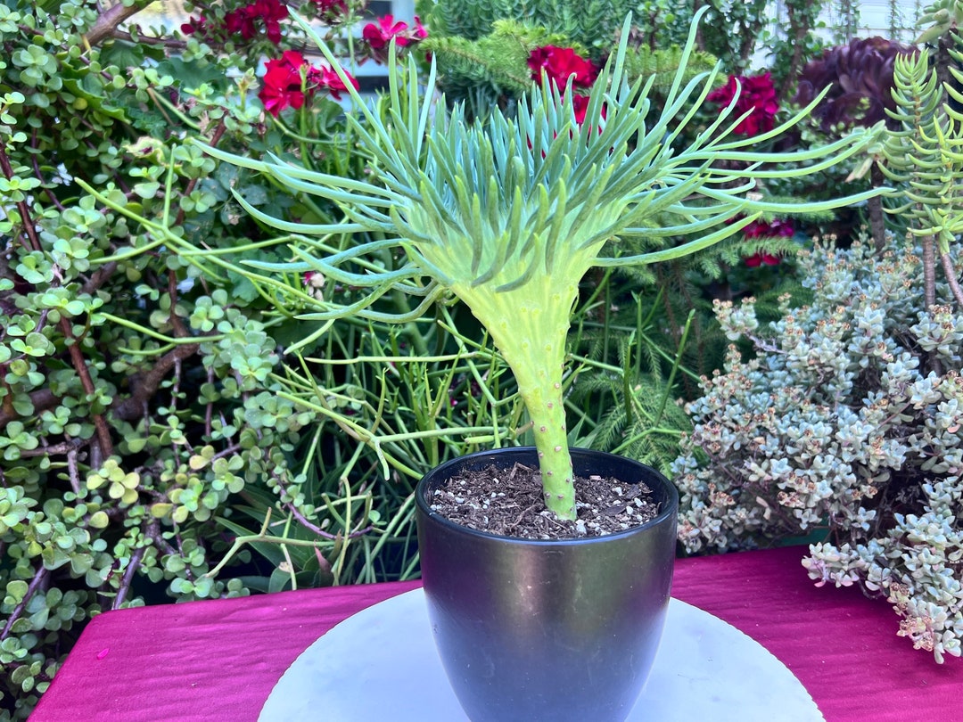 Crested Mermaid Tail Succulent Plant,rare Succulent Plant,exotic ...