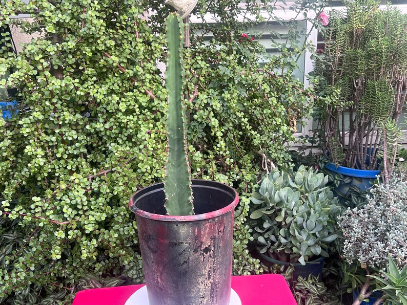 Euphorbia Ingens Candelabra Chocolate Drop Cactus - 25” Tall (no ...