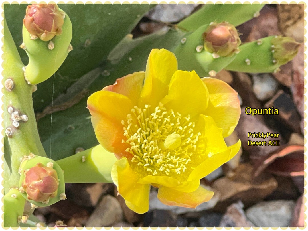 Prickly Pear Cactus Cuttings: Yellow Opuntia Pads, Desert Ace (4 Pads ...
