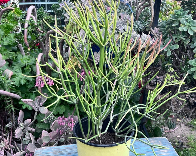 Large Euphorbia Pencil Cactus,rooted Euphorbia Trucalli,finger Cactus ...