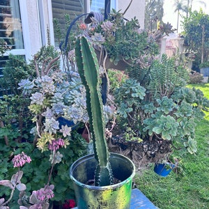 Large Euphoria Ingens Candelabra Chocolate Drop,diy Cactus,large Cactus ...