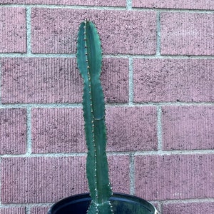Large Euphoria Ingens Candelabra Chocolate Drop,diy Cactus,large Cactus ...