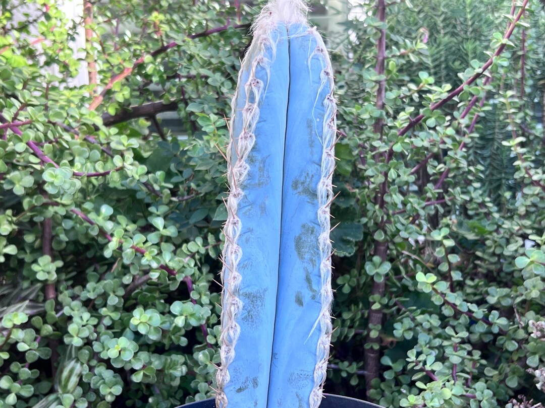 Blue Fuzzy Cactus Plant Pilosocereus Pachycladus Columnar,hairy Blue ...