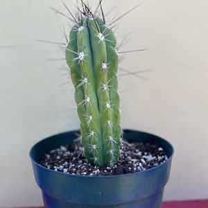 Stetsonia Coryne Toothpick Cactus,rare Cactus,toothpick Cactus,diy ...