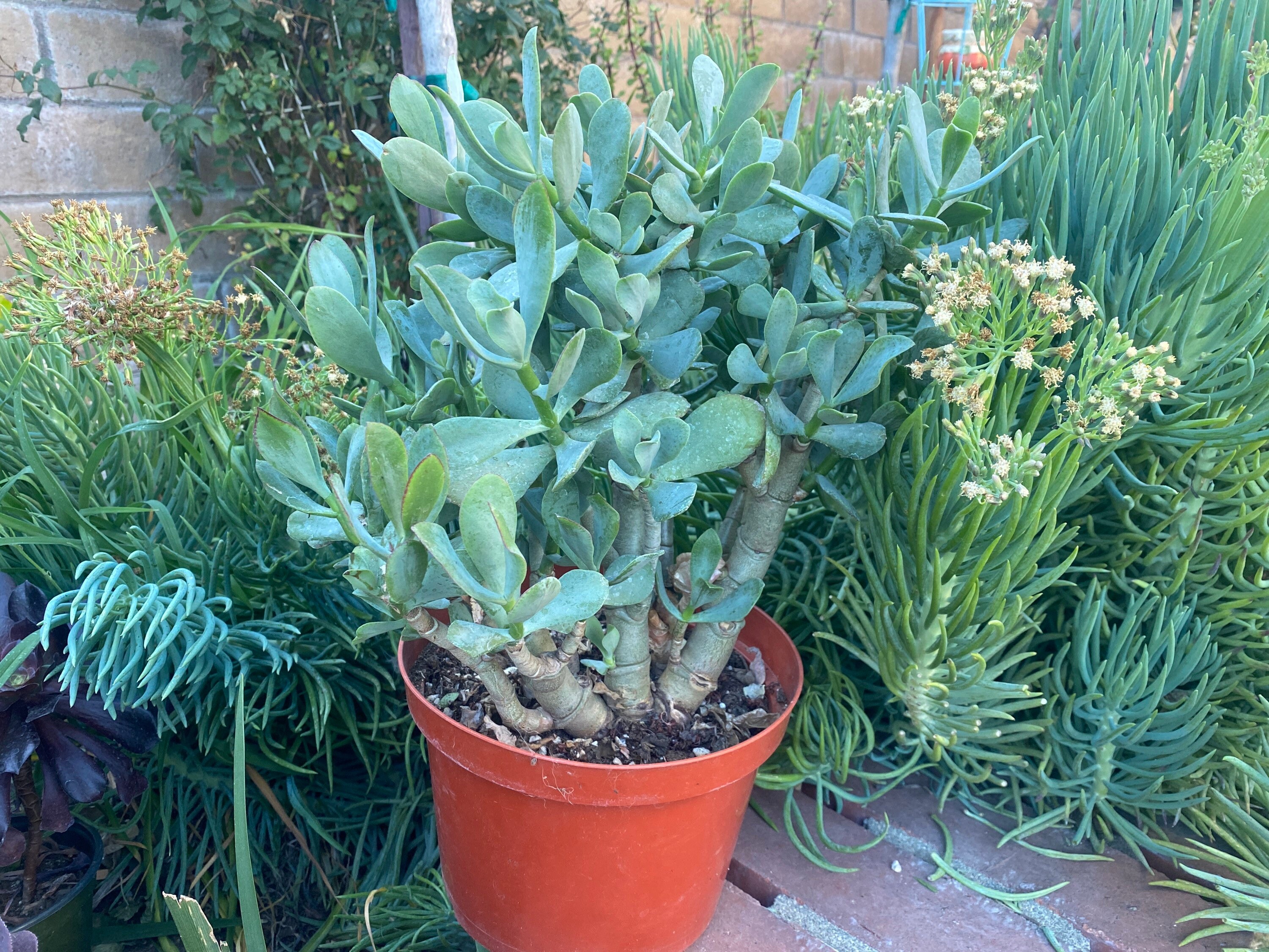 Home & Hobby Wave Leaf Jade Blue Bird Crassula Arborescens ...