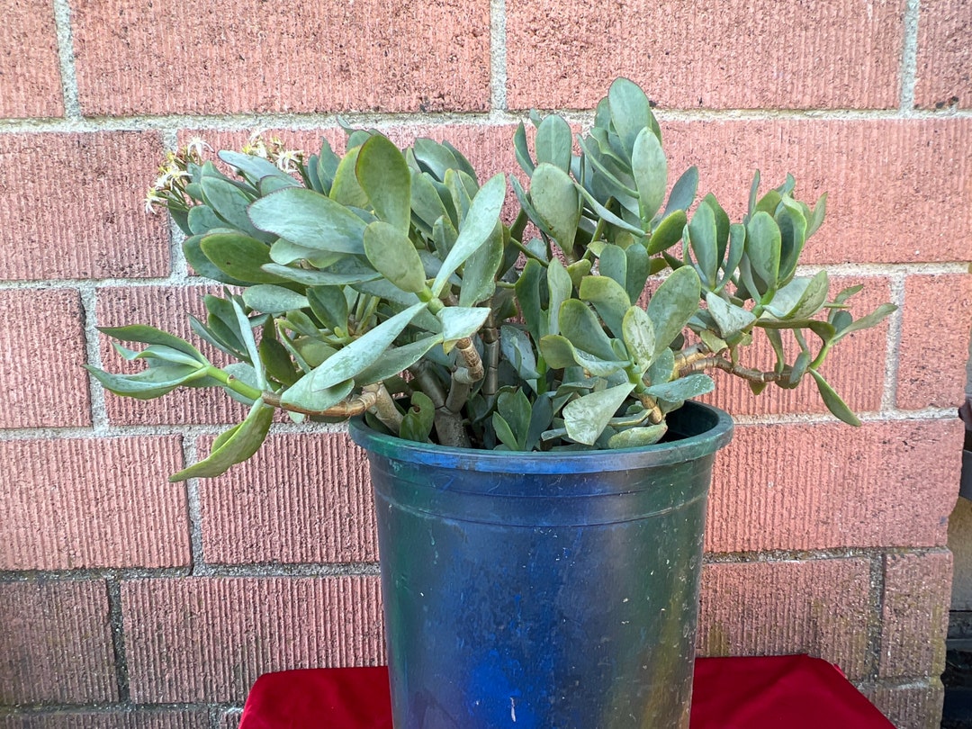 Rare Blue Bird,wave Leaf Jade,crassula Arborescens Undulatifolia,large ...