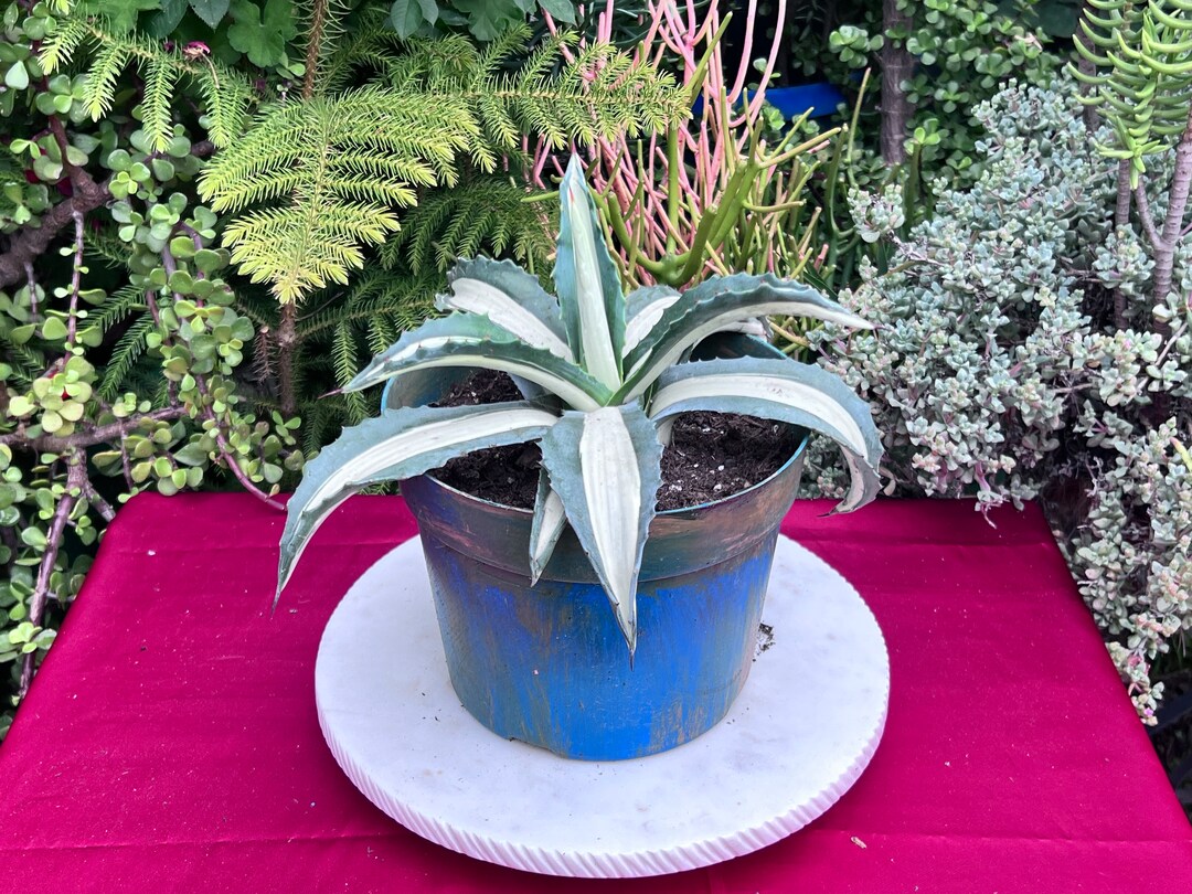 Mediopicta Alba Variegated Agave,diy Succulent,variegated Agave,plant ...