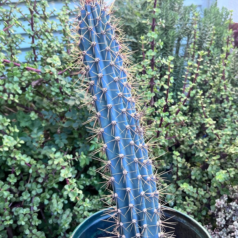 Blue Cactus - Etsy