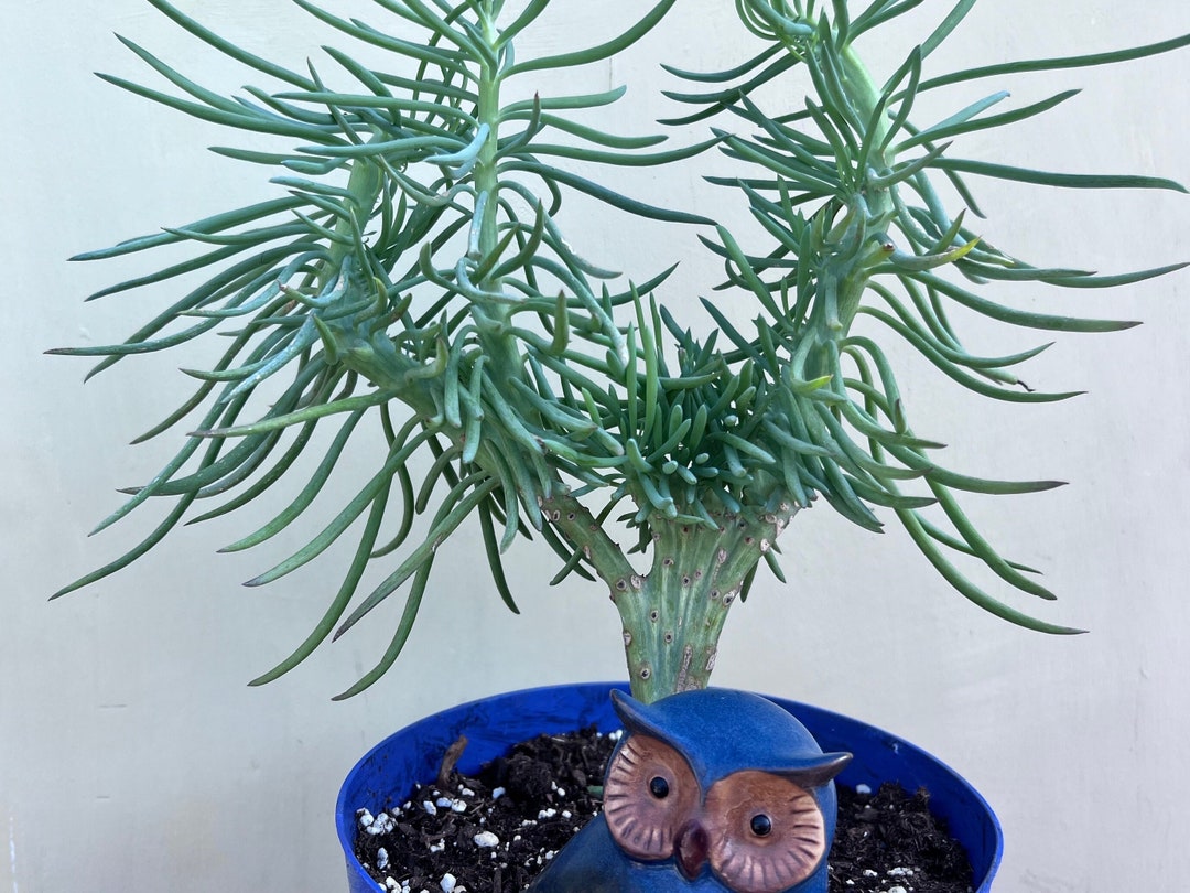 Rare Mermaid Tail Succulent,crested Succulent,rare Succulent,unique ...