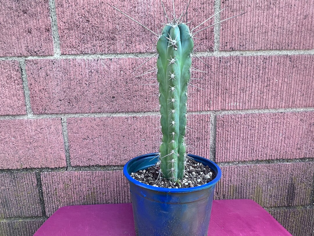 Stetsonia Coryne Toothpick Cactus,rare Cactus,toothpick Cactus,diy ...