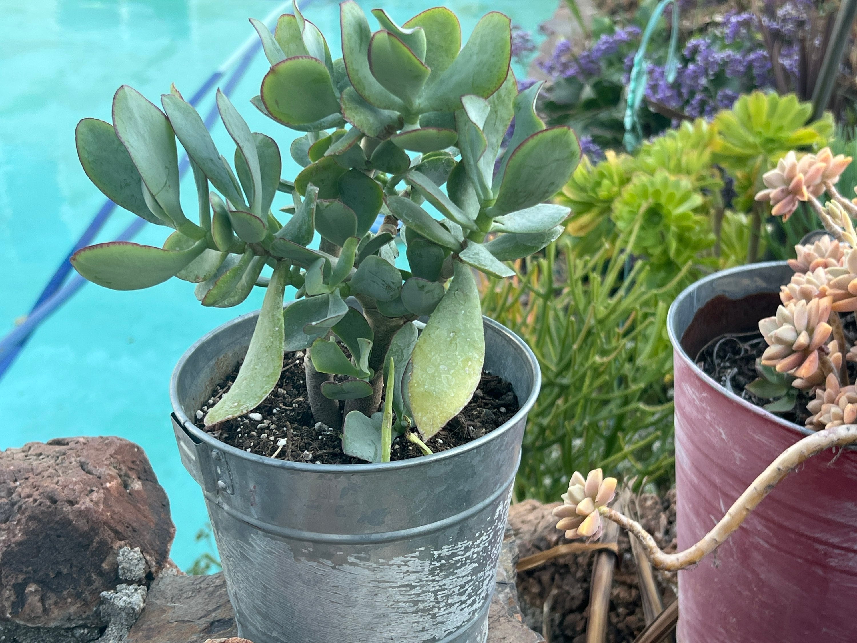 Home & Hobby Wave Leaf Jade Blue Bird Crassula Arborescens ...