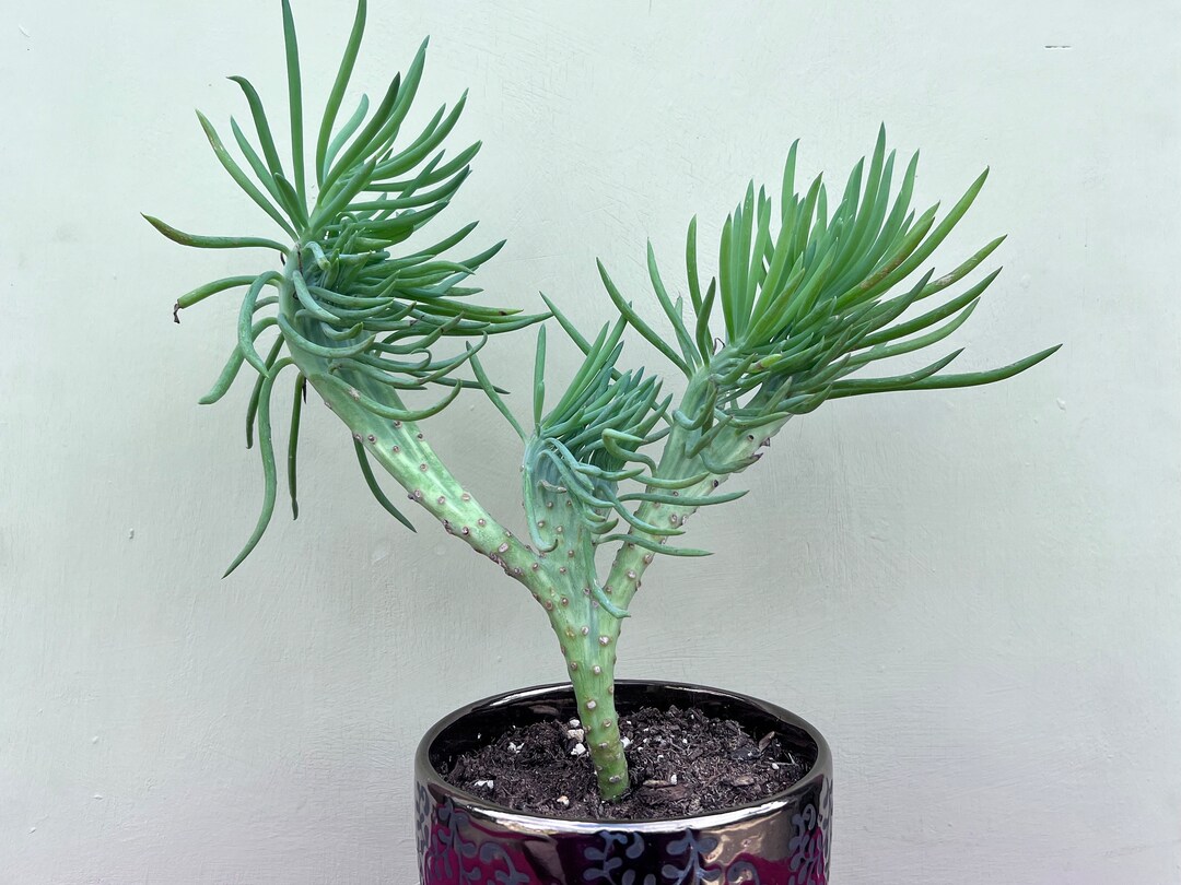 Rare Crested Mermaid Tail,exotic Succulent,rare Mermaid Tail,rare ...