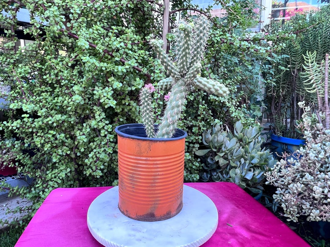 Rare Mini Cholla Cactus: Cylindropuntia Succulent, Live Plant Gift,no ...