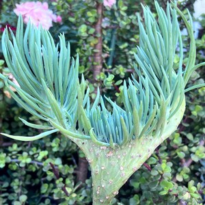 Crested Mermaid Tail Succulent Plant,rare Succulent,crested Mermaid ...