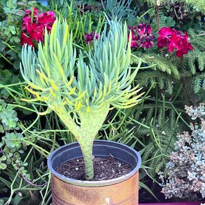 Unusual Mermaid Tail Succulent Plant,rare Succulent Plant,exotic ...