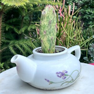 Floral Upcycled Teapot Planter With Sunburst Opuntia Cactus,cactus ...