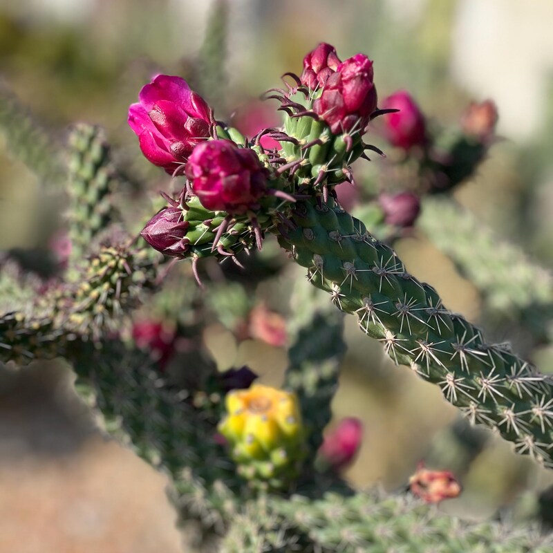 Cholla Planter - Etsy
