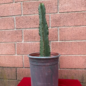 Euphorbia Ingens Candelabra Chocolate Drop,diy Cactus,large Cactus.diy ...