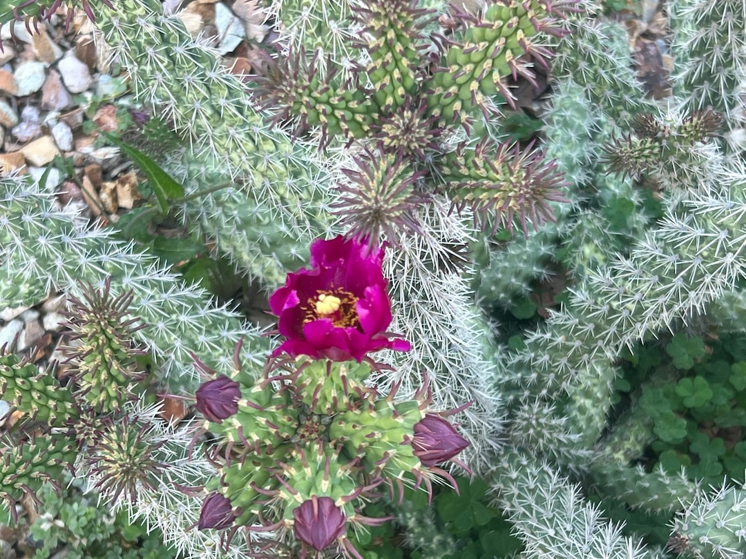Rare Mini Cholla Cactus Cuttings: Cylindropuntia, DIY Planter (2 ...