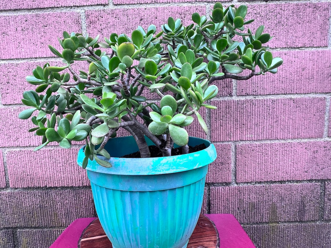 Large Jade Plant,crassula Ovata,green Succulent,diy Succulent,succulent ...