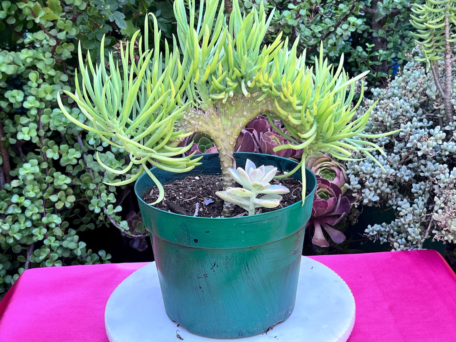 Large Crested Mermaid Tail Succulent Plant,exotic Succulent,rare ...