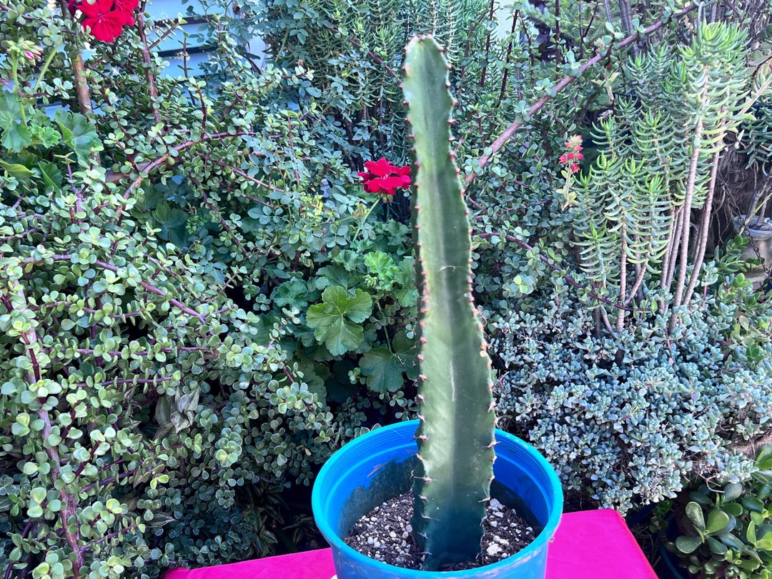 Euphorbia Ingens Candelabra Chocolate Drop,large Cactus,living Cactus ...