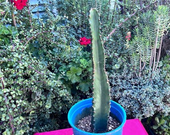 Euphorbia Ingens ‘chocolate Drop’ - Etsy