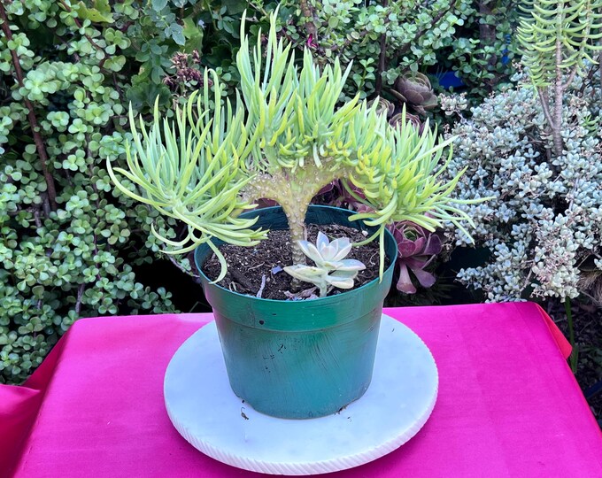 Large Crested Mermaid Tail Succulent Plant,exotic Succulent,rare ...
