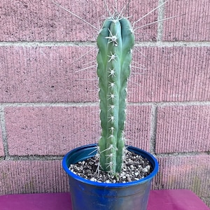 Stetsonia Coryne Toothpick Cactus,rare Cactus,toothpick Cactus,diy ...