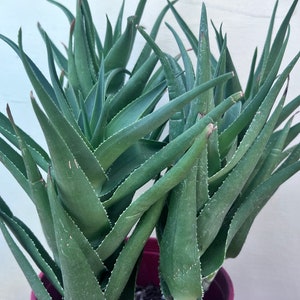Climbing Aloe,aloiampelos Ciliaris,rooted Climbing Aloe,large ...