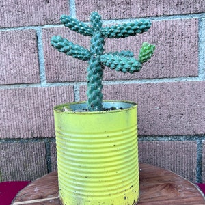 Cylindropuntia Mini Cholla Cactusrare Cactusdiy Cactuslarge - Etsy