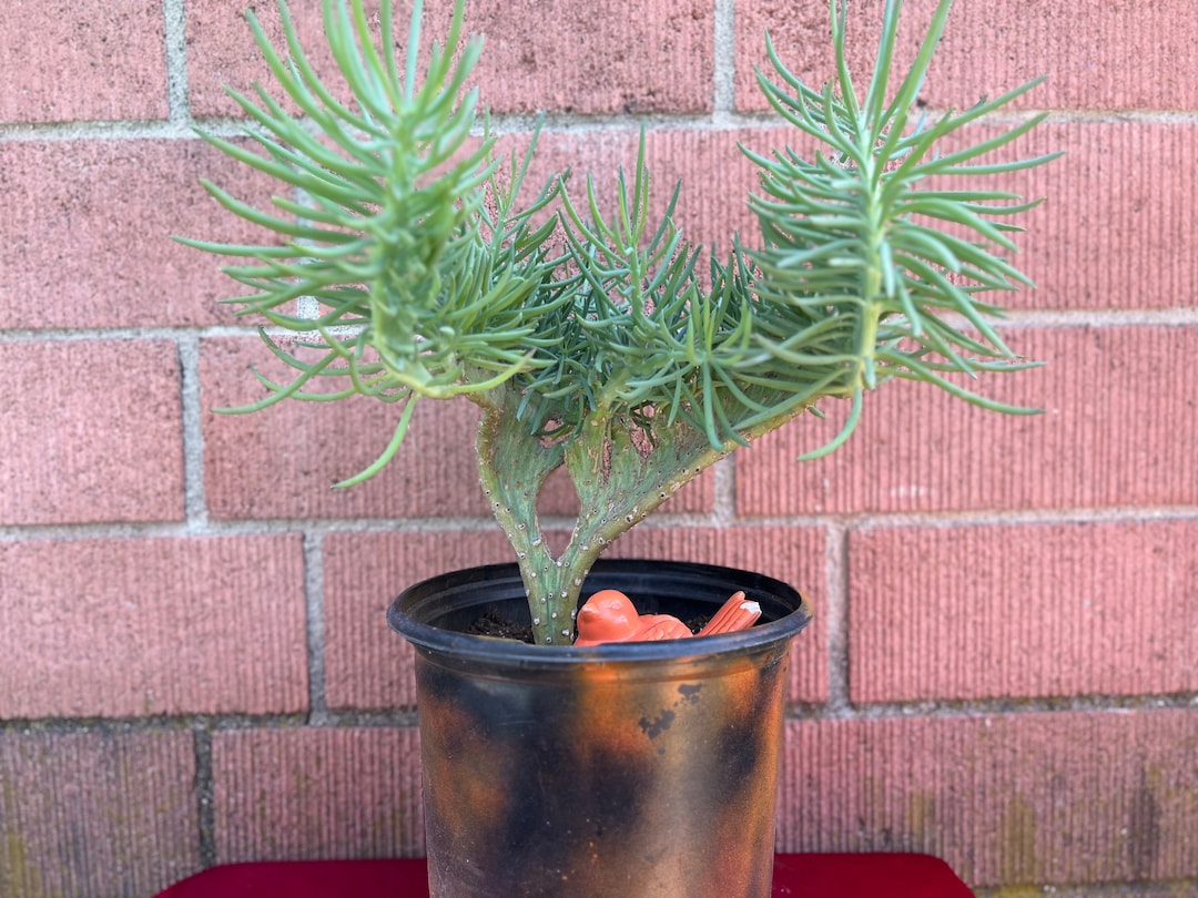 Large Mermaid Tail Succulent Plant,rare Succulent,mermaid Tail ...