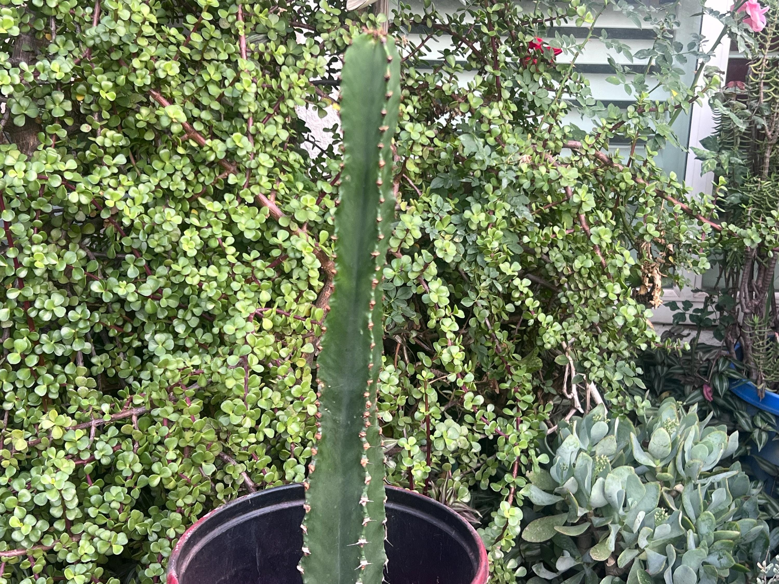 Euphorbia Ingens Candelabra Chocolate Drop Cactus - 25” Tall (no ...
