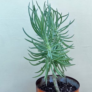 Unique Succulent,bonsai Succulent,blue Sepents Chalk Fingers,diy ...