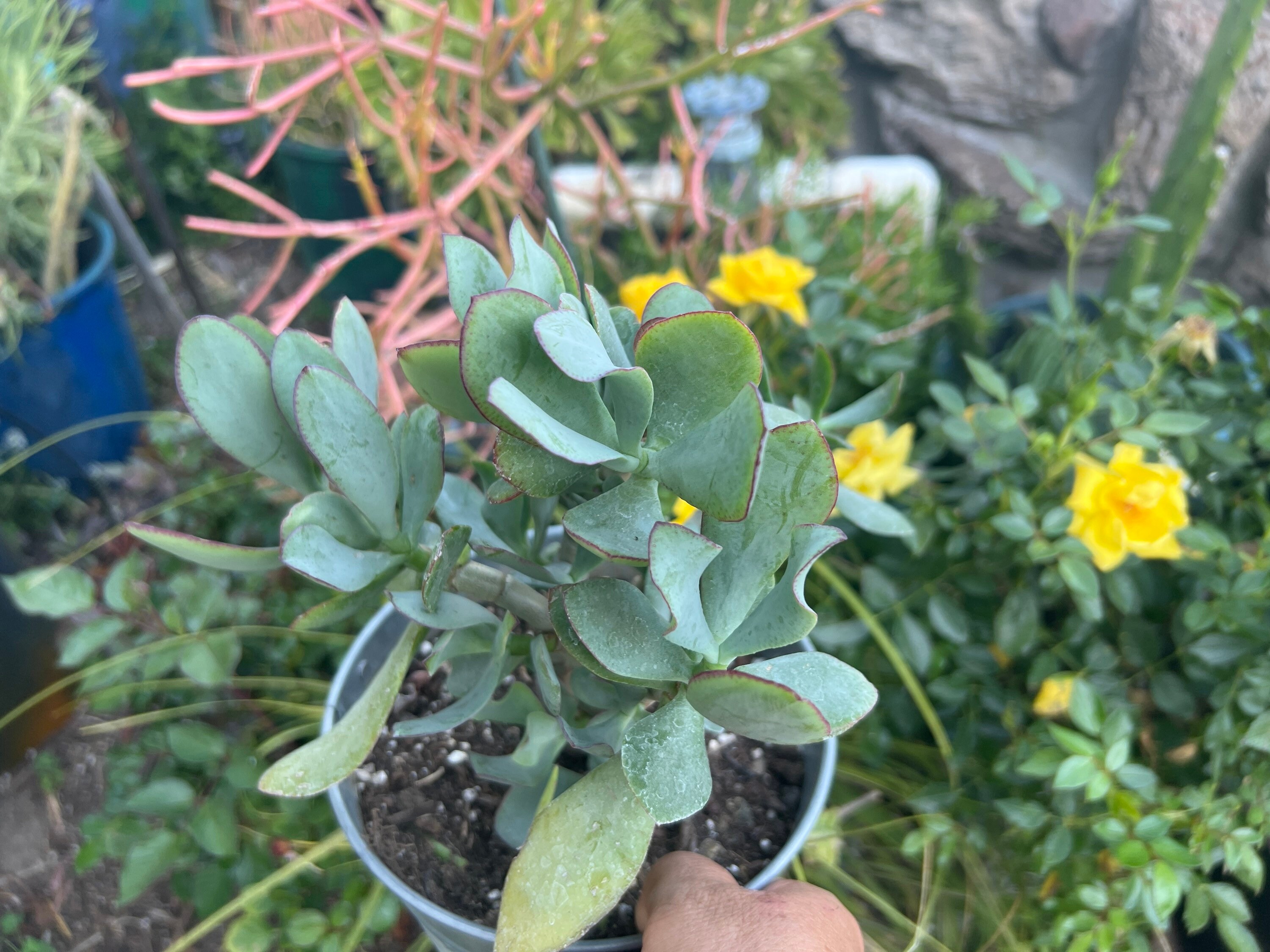 Home & Hobby Wave Leaf Jade Blue Bird Crassula Arborescens ...
