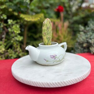 Floral Upcycled Teapot Planter With Sunburst Opuntia Cactus,cactus ...
