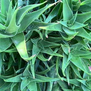 Climbing Aloe,aloiampelos Ciliaris,unrooted Climbing Aloe,5 Live ...