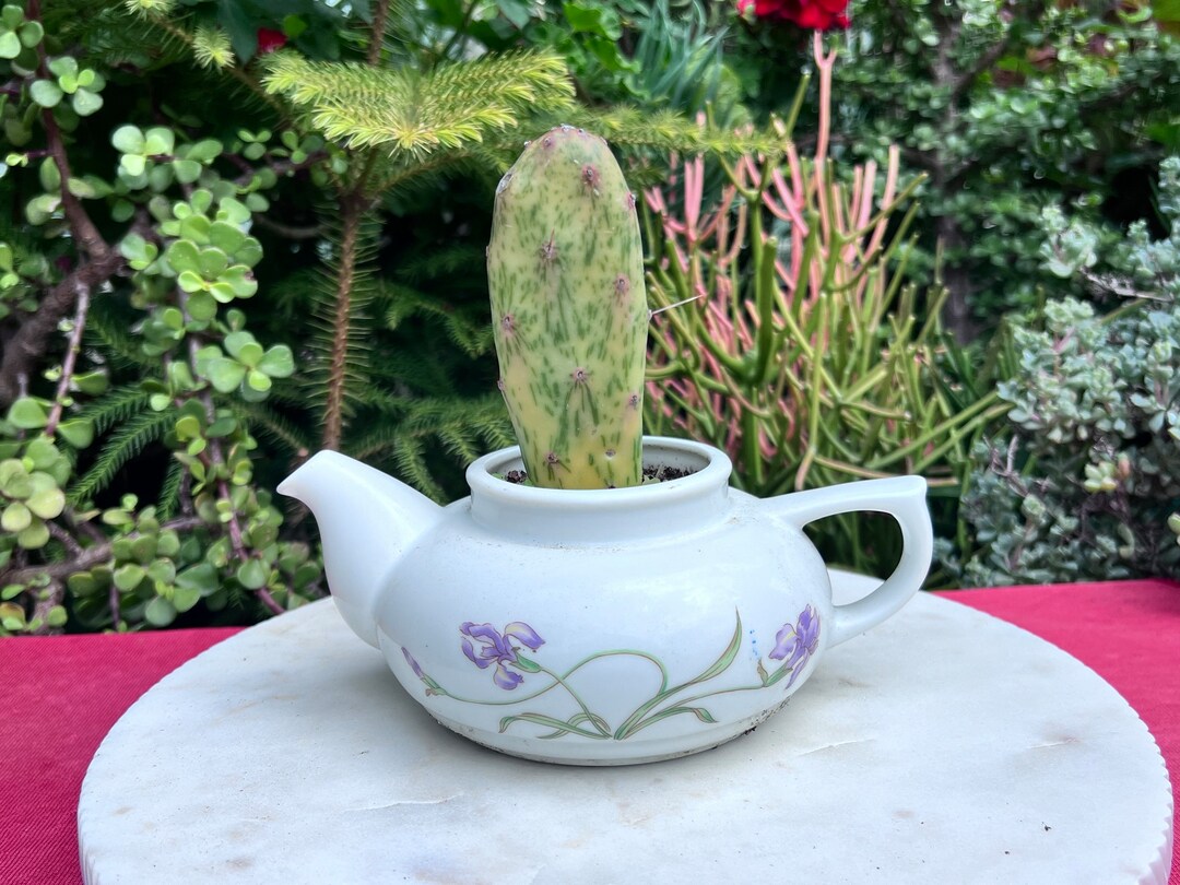 Floral Upcycled Teapot Planter With Sunburst Opuntia Cactus,cactus ...