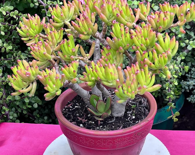 Gollum Jade Et’s Ear Gollum Hobbit Crassula Ovata Jade Plant,large ...