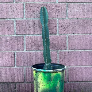 Large Euphoria Ingens Candelabra Chocolate Drop,diy Cactus,large Cactus ...