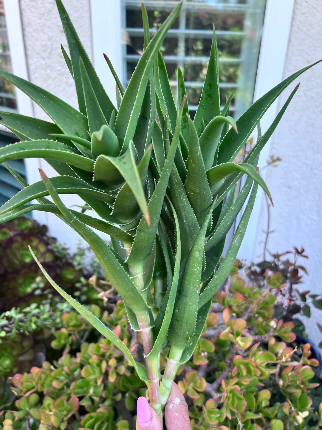 Climbing Aloe,aloiampelos Ciliaris,unrooted Climbing Aloe,5 Live ...