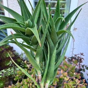 Climbing Aloe,aloiampelos Ciliaris,unrooted Climbing Aloe,5 Live ...