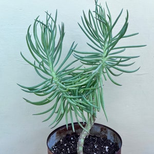 Unique Succulent,bonsai Succulent,blue Sepents Chalk Fingers,diy ...