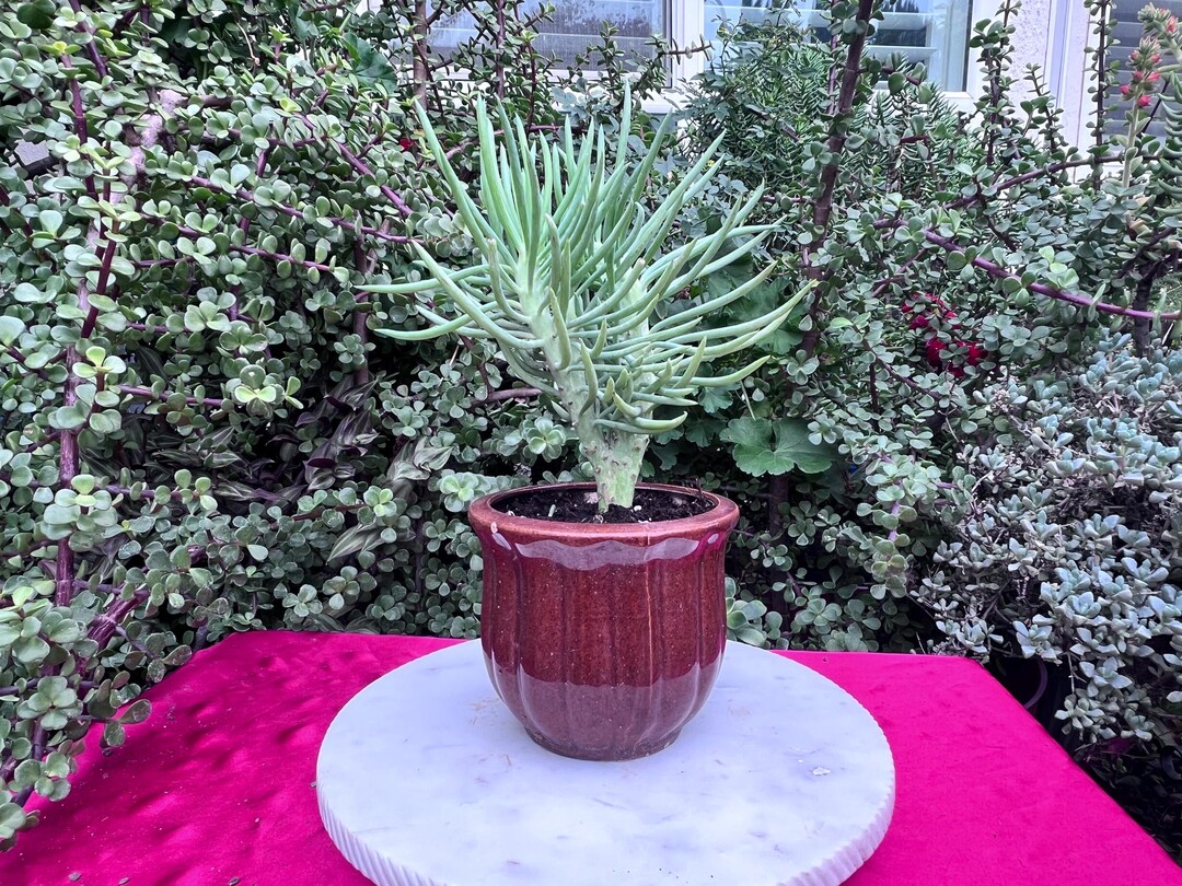 Exotic Crested Mermaid Tail Succulent Plant,rare Succulent,rare Mermaid ...