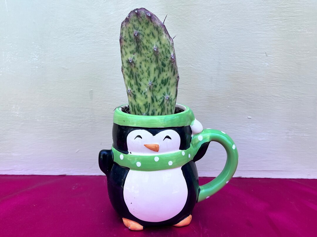 Upcycled Ceramic Penguin Planter With Sunburst Opuntia Cactus,cactus ...