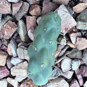 Cylindropuntia Cactus Cuttings: Rare Opuntia Succulent - Set of 3 - Etsy