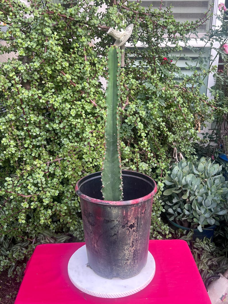 Euphorbia Ingens Candelabra Chocolate Drop Cactus - 25” Tall (no ...